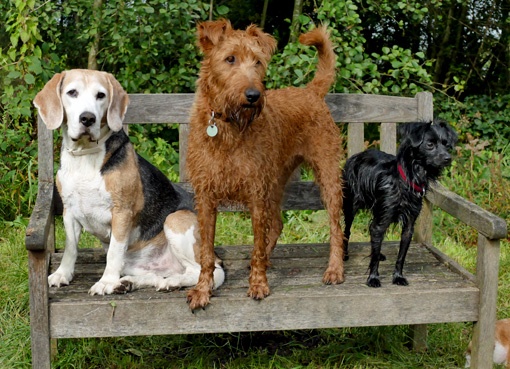 Pension / Dagopvang – Nimrod Hondenservice